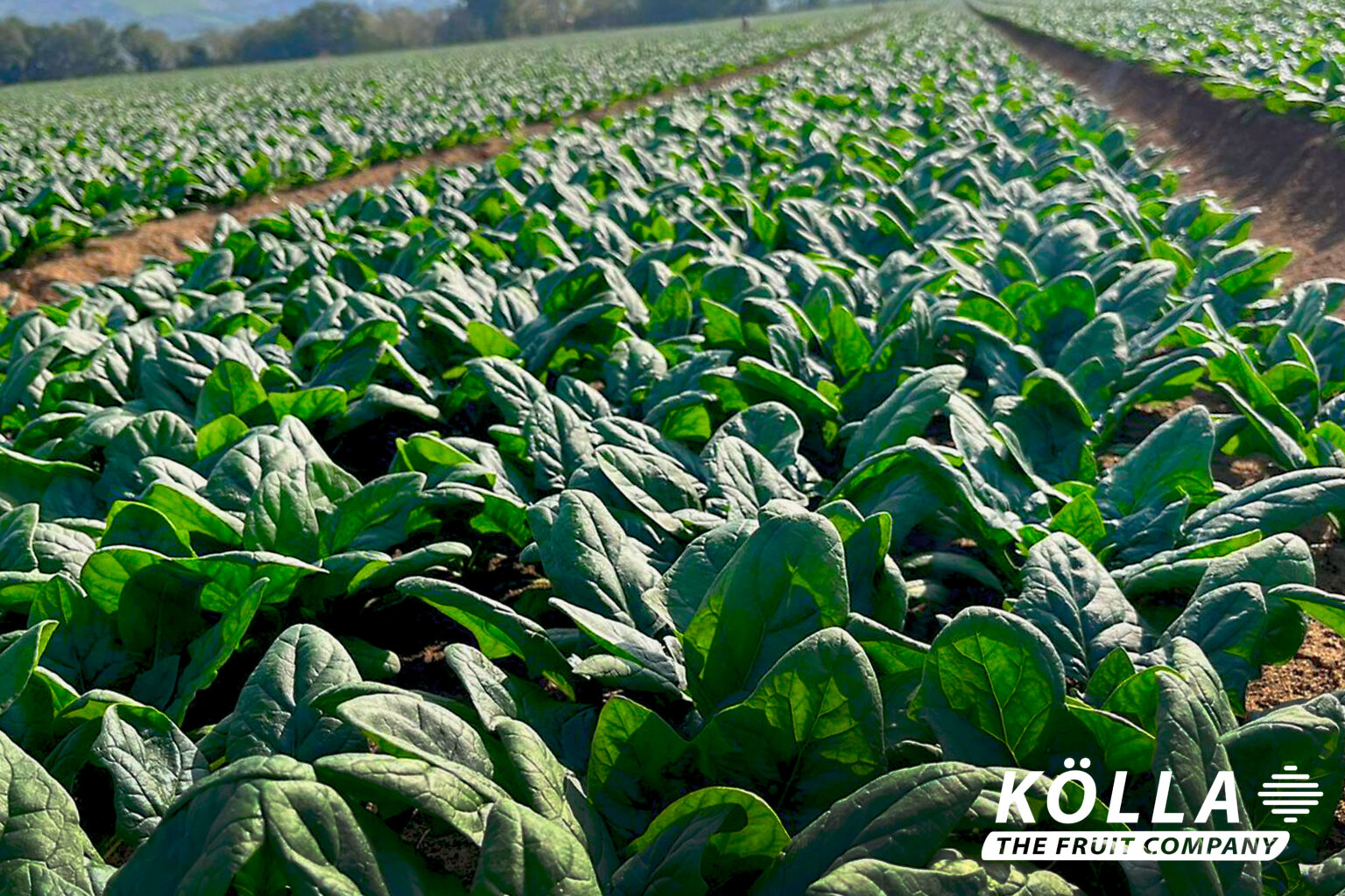 KÖLLA – THE FRUIT COMPANY – Fruits of trust