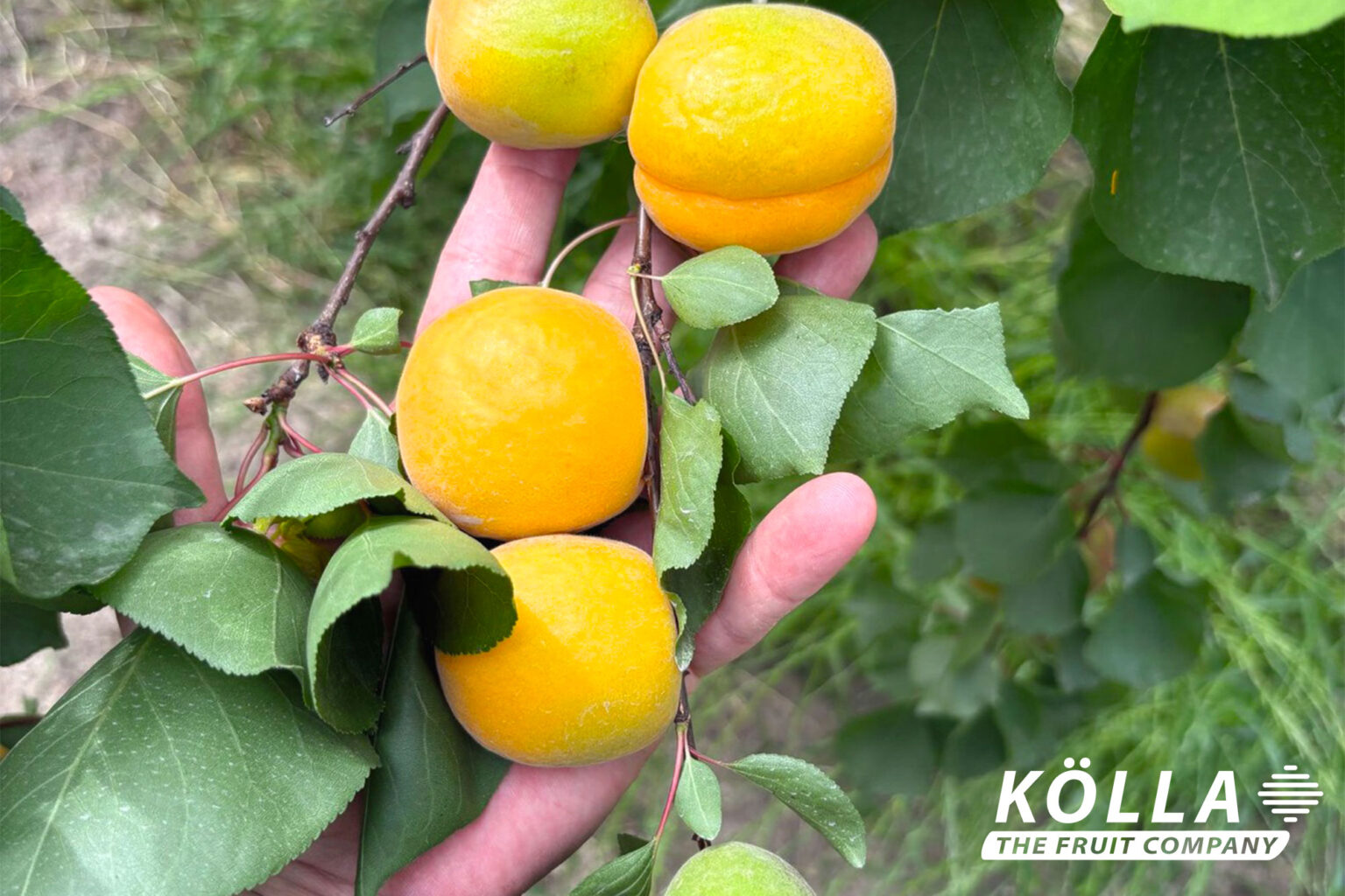 KÖLLA – THE FRUIT COMPANY – Fruits of trust