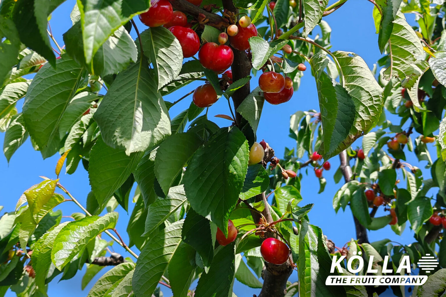 KÖLLA – THE FRUIT COMPANY – Fruits of trust
