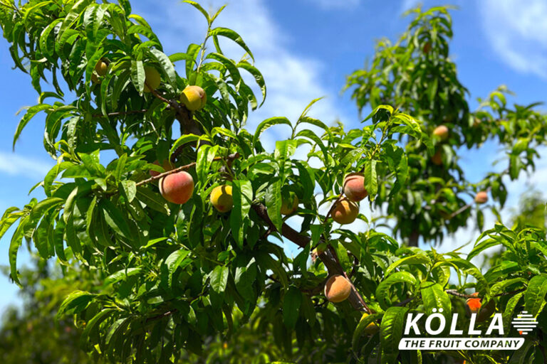 KÖLLA – THE FRUIT COMPANY – Fruits of trust