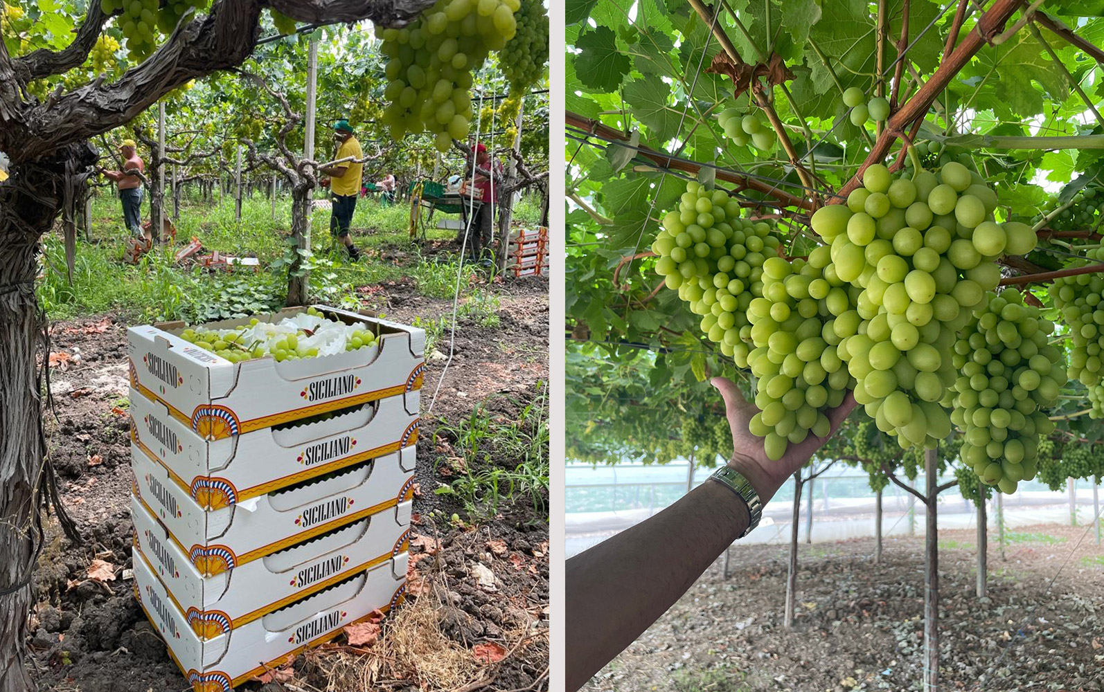 Europe's Grape Season: Continued Mixed Seasonal Progress KÖLLA – THE ...