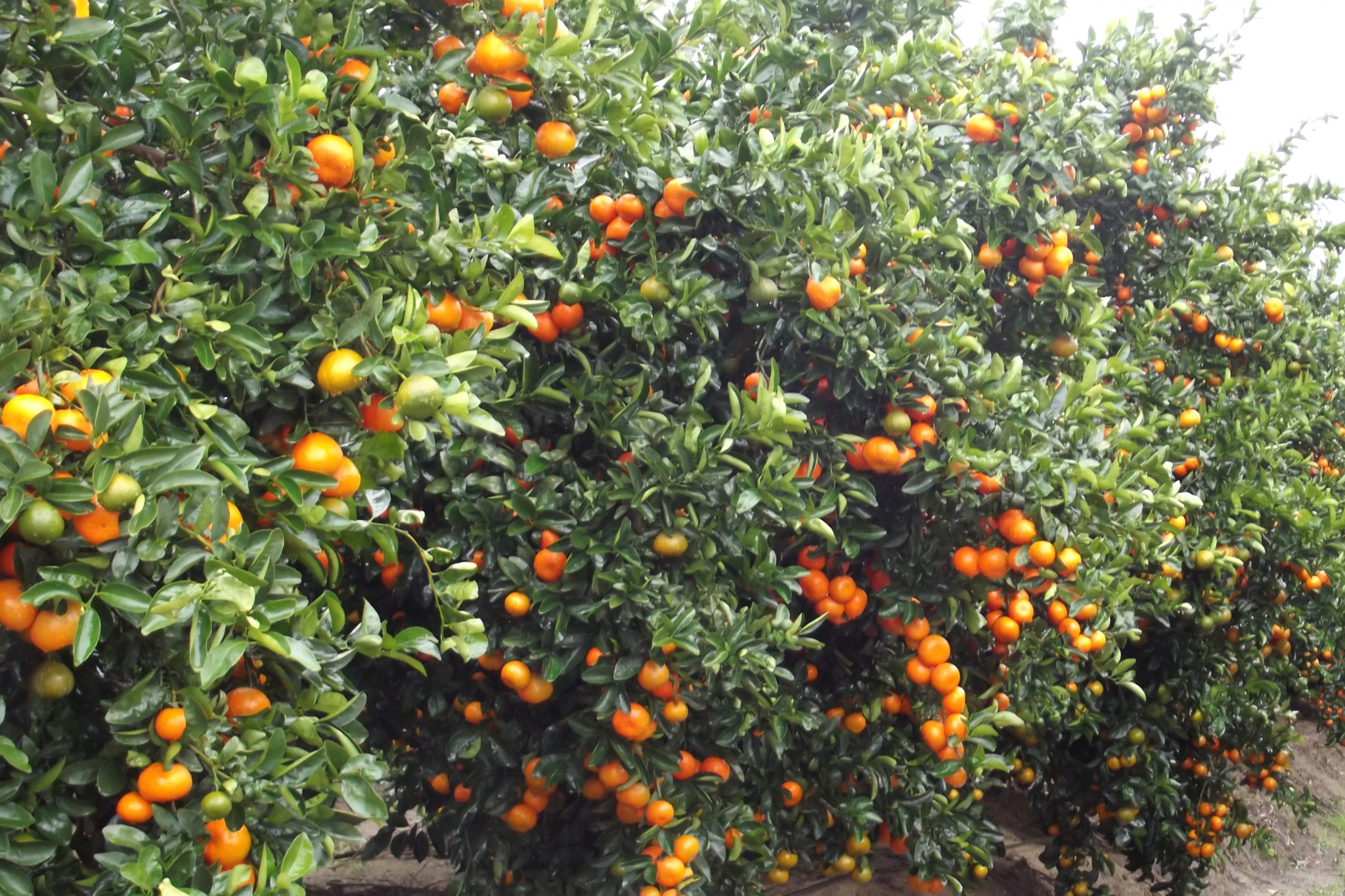 KÖLLA – THE FRUIT COMPANY