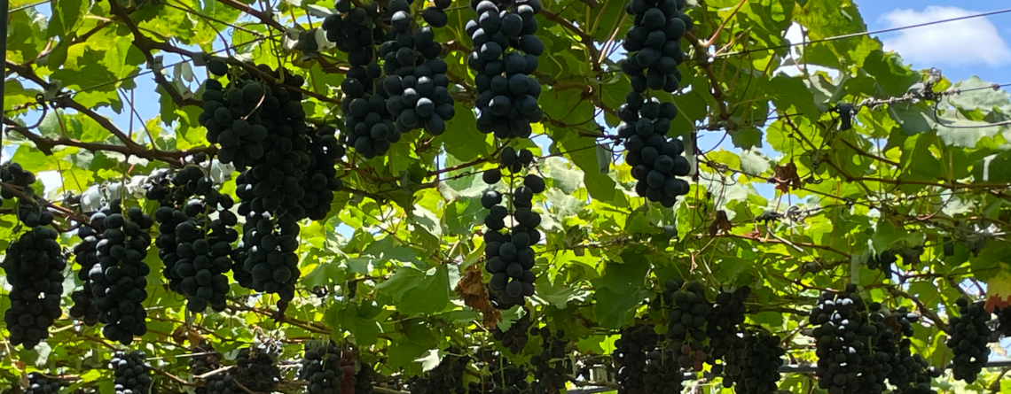 A grape season of special importance – KÖLLA