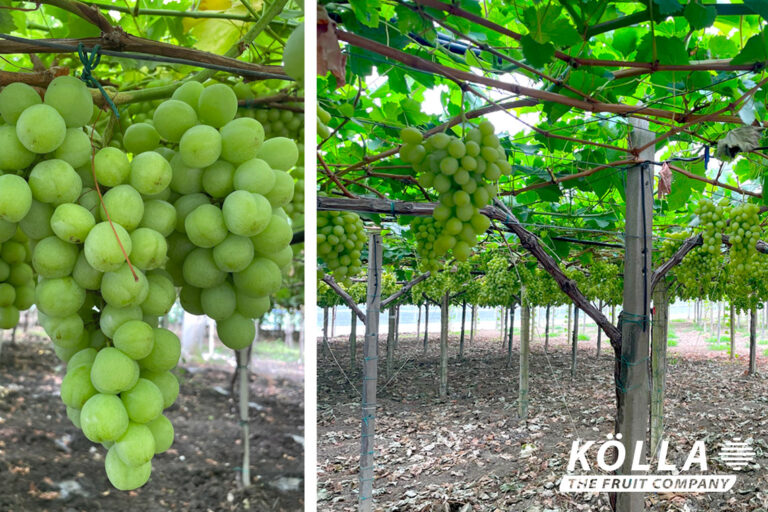 KÖLLA – THE FRUIT COMPANY – Fruits of trust
