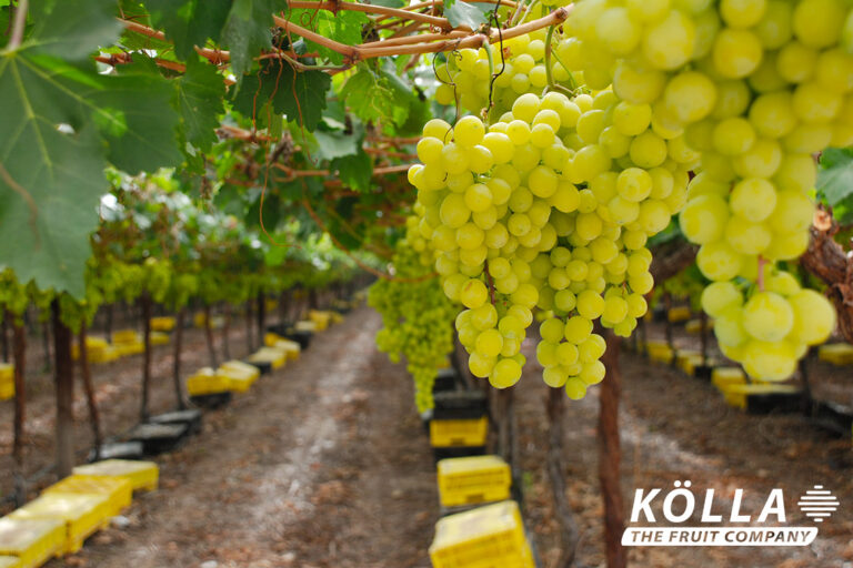 KÖLLA – THE FRUIT COMPANY – Fruits of trust